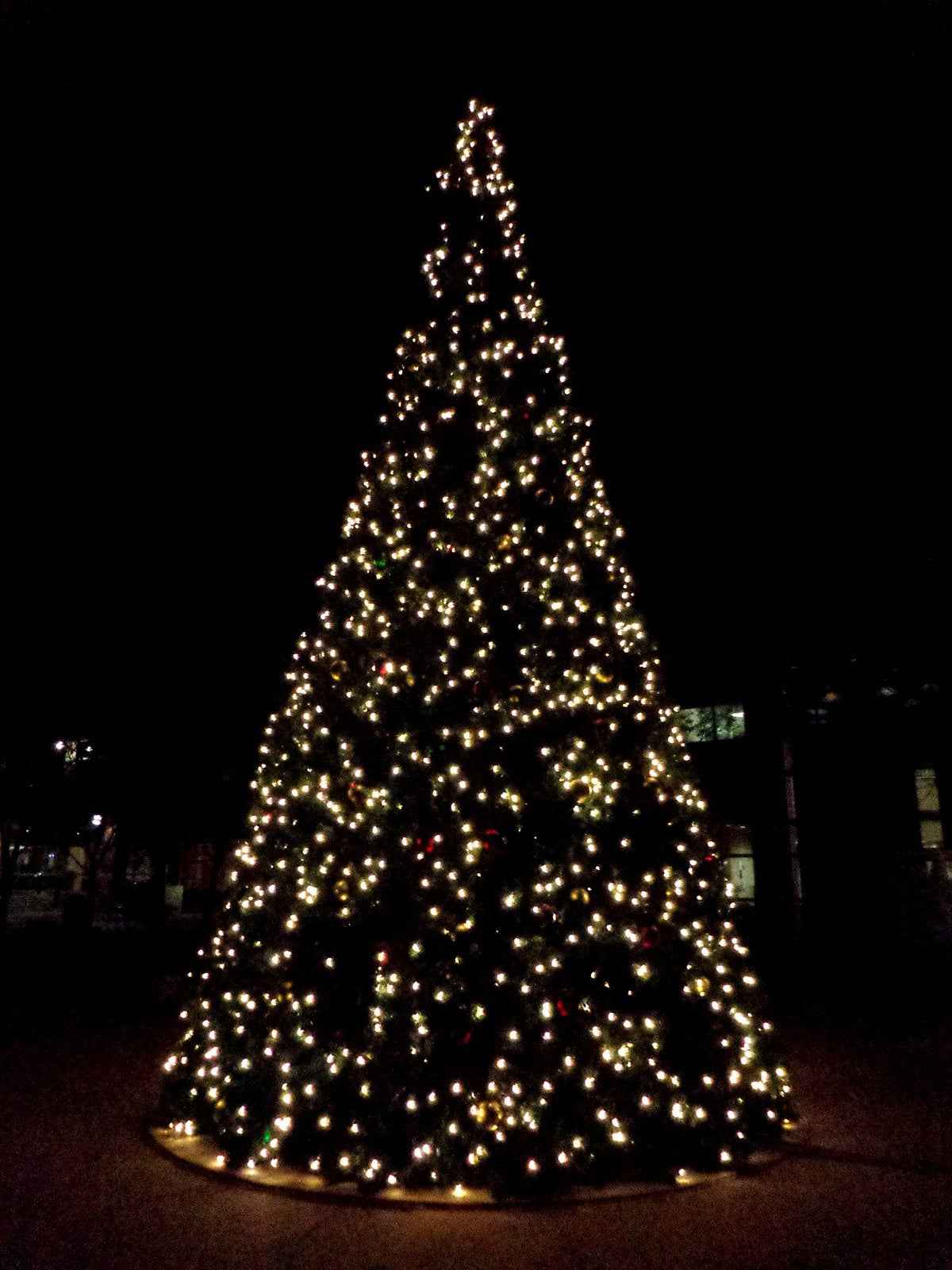 28 ft. Commercial Outdoor Christmas Tree with LED C7 bulbs – Certified ...